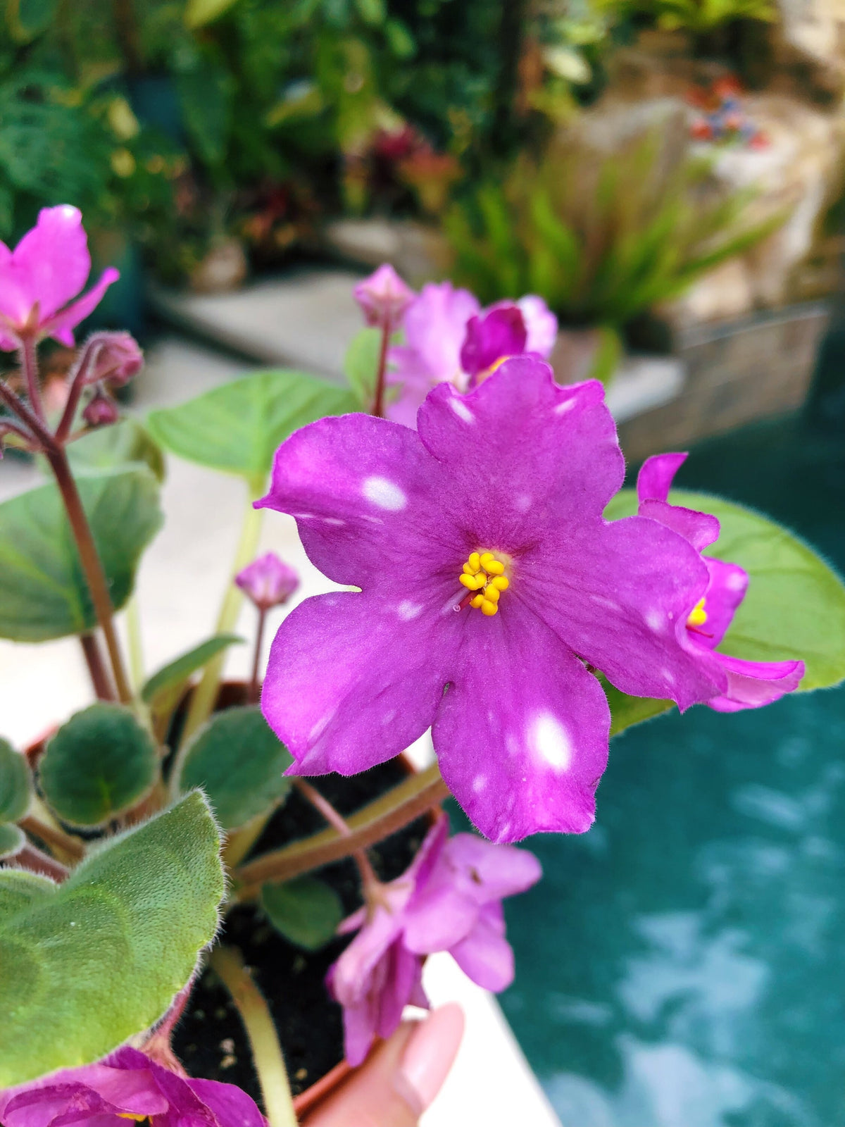 Live house plant variegated bloom African Violet Hunters Pew Pew garde ...