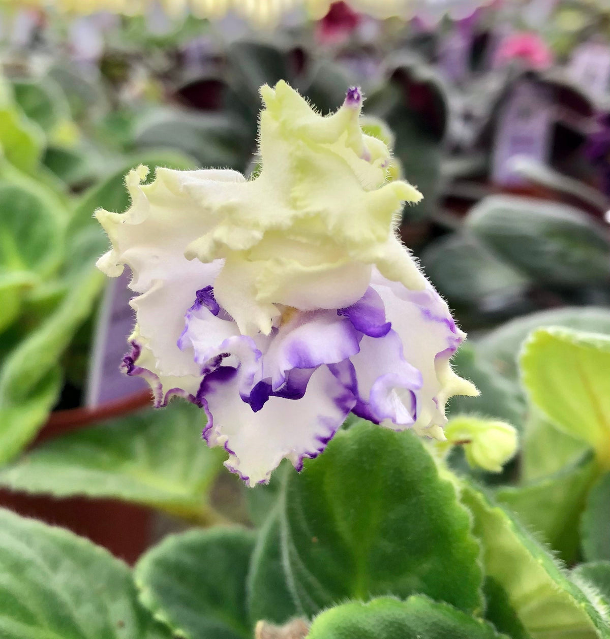 Live house plant variegated chimera bloom African Violet ‘Arctic Frost ...