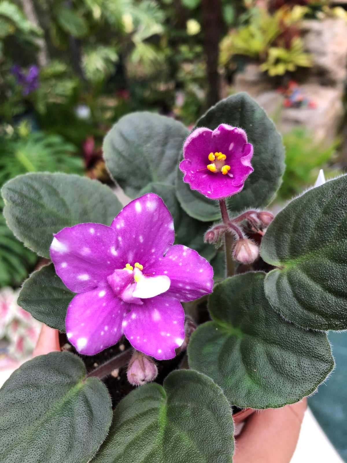 Live house plant variegated bloom African Violet Hunters Pew Pew garde ...