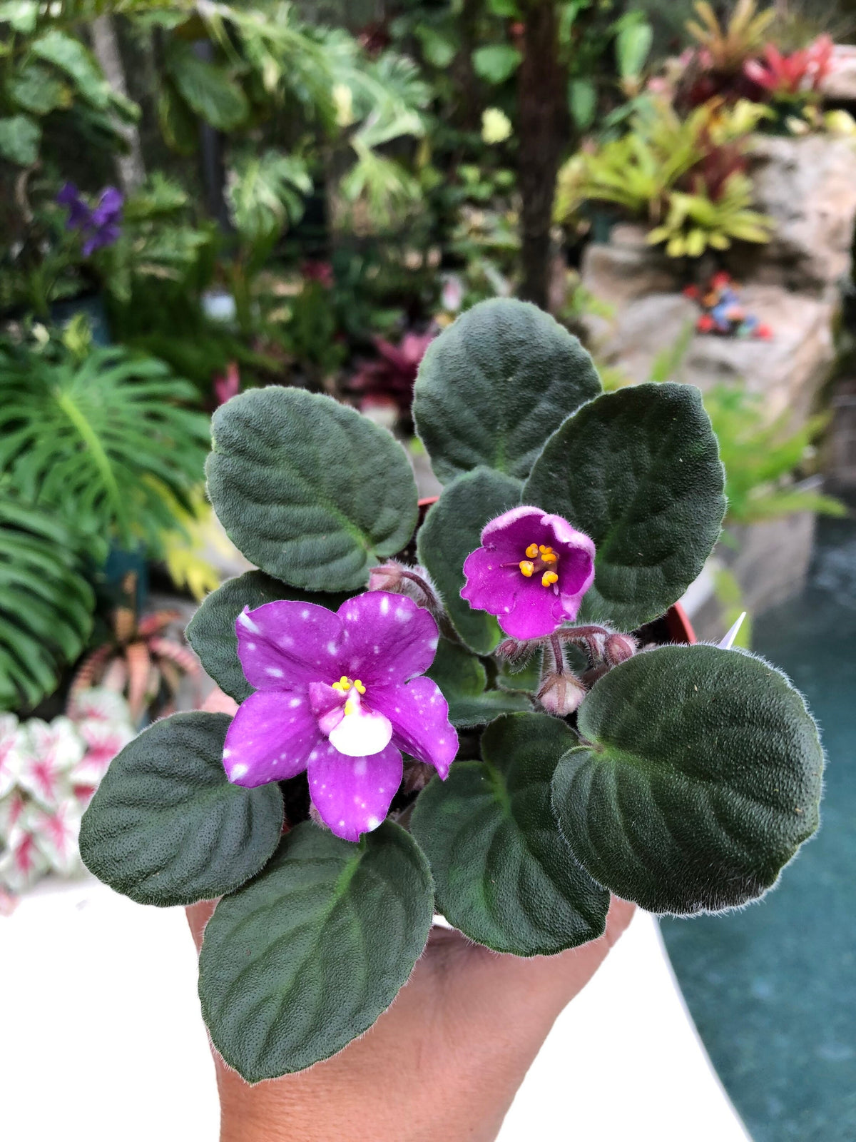 Live house plant variegated bloom African Violet Hunters Pew Pew garde ...