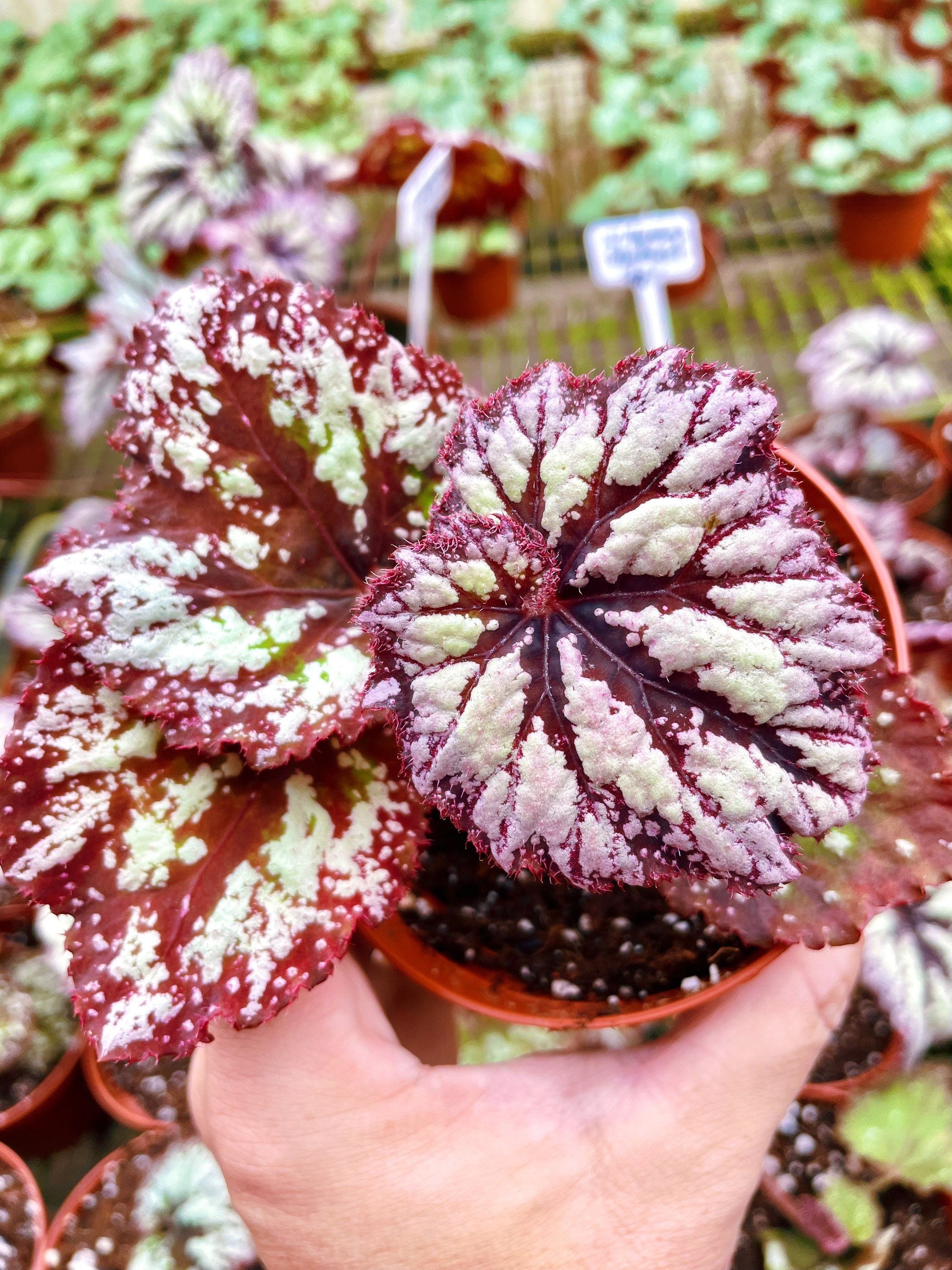 Pink Begonia