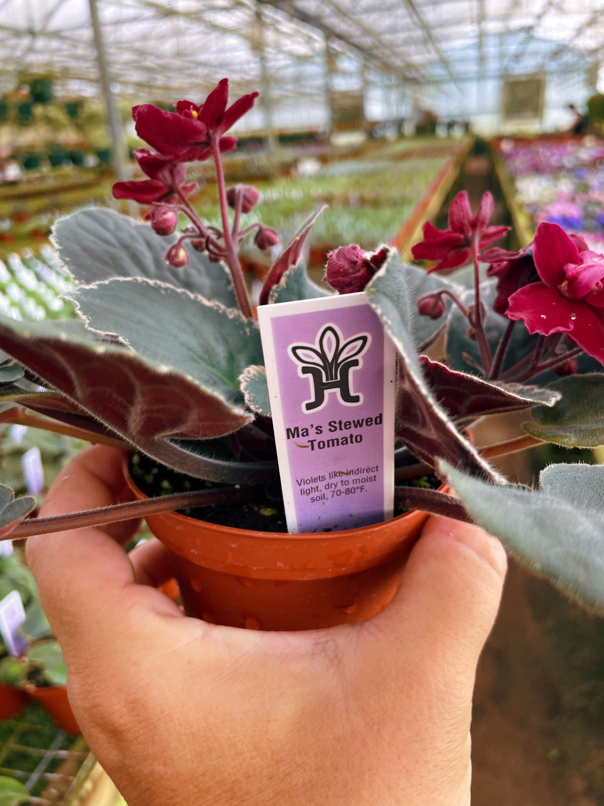 Live house plant bloom Red African Violet Harmonys Mas Stewed Tomato g ...